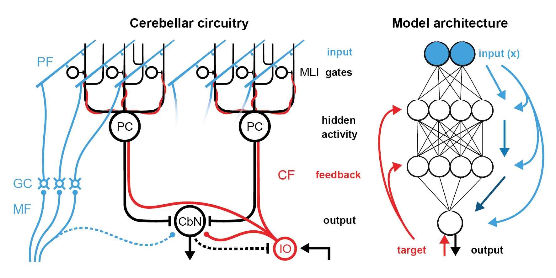 Dendritic gated networks: A rapid and efficient learning rule for ...