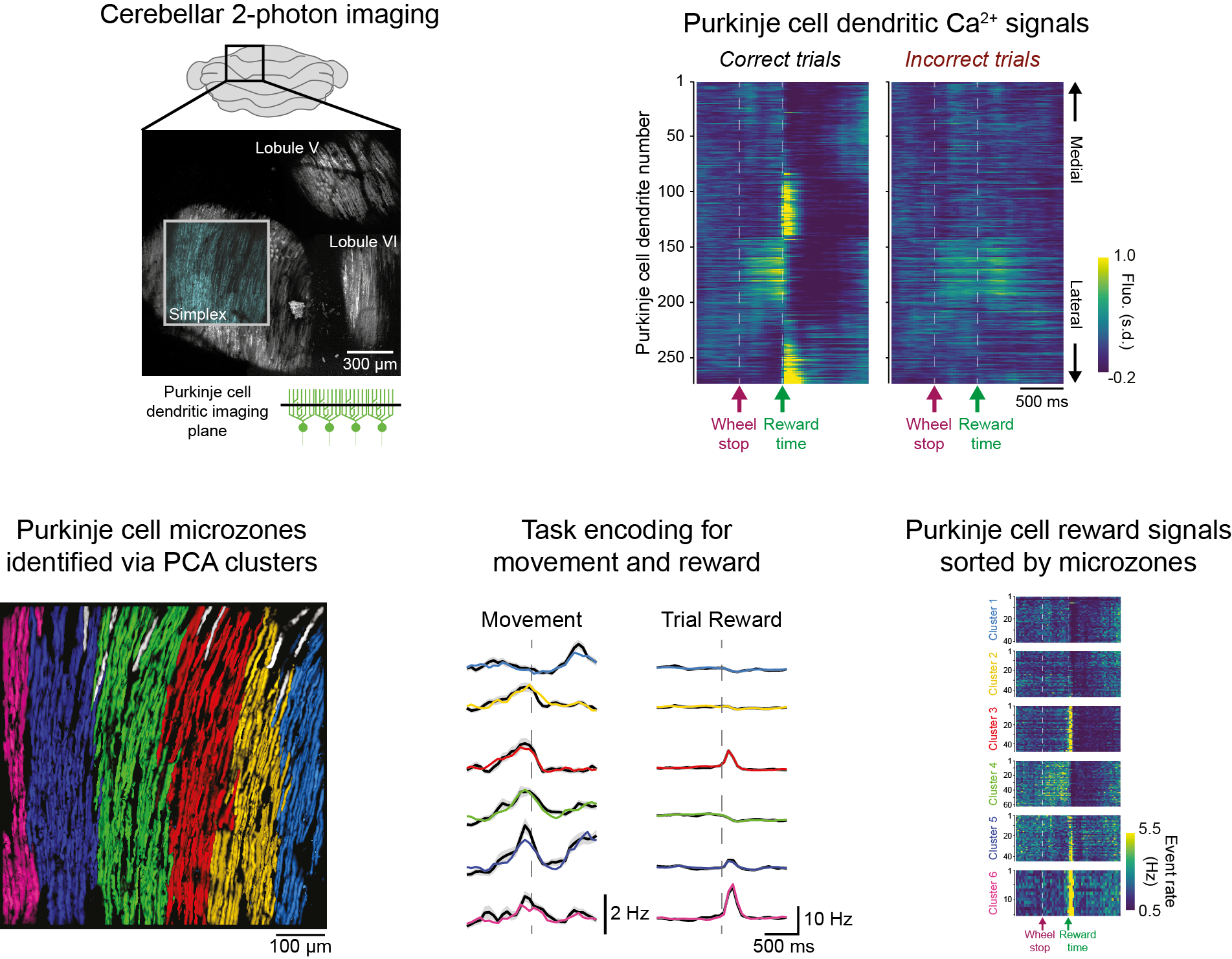 Predictive and reactive reward signals conveyed by climbing fiber ...