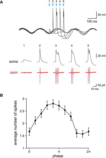 Dynamics of the Inferior Olive Oscillator and Cerebellar Function ...