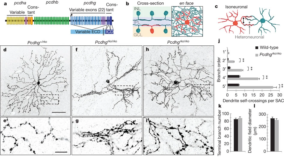 Protocadherins mediate dendritic self-avoidance in the mammalian ... Protocadherins mediate dendritic self-avoidance in the mammalian ...